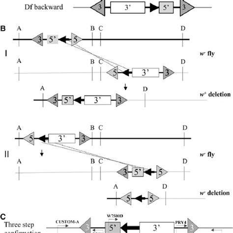 Structure Of RS Elements A The Orientation Of RS3 And RS5 Elements Download Scientific Structure Of RS Elements A The Orientation Of RS3 And RS5 Elements Download Scientific