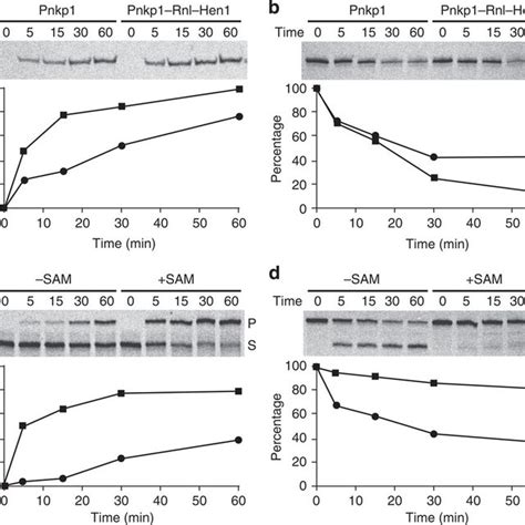 Kinetics Of An Individual Enzymatic Reaction Enzymatic Reactions Of