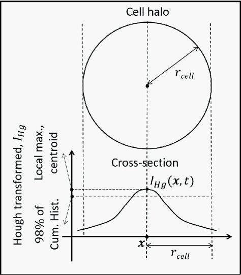 conditions for cell centroid detection in an extended circle hough download scientific diagram