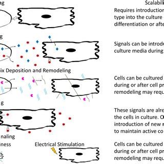 Schematic Illustrating Types Of Intercellular Interactions And Their Download Scientific