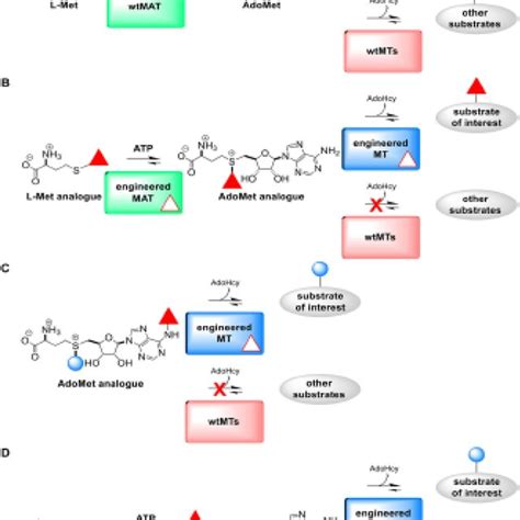 A Simplified Schematic Illustration Of Substrate Engineering That Download Scientific Diagram