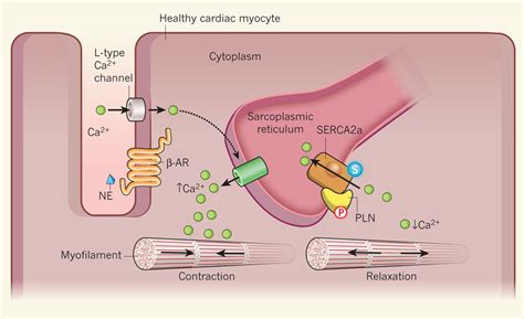 Cell Membrane Mind Map