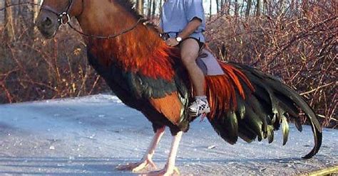 This Giant Horse Cock Rfunny