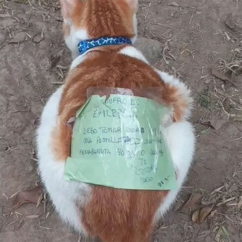 La Emotiva Historia De Lázaro El Gato Con Epilepsia Que Fue Abandonado Con Una Triste Nota