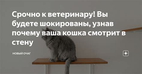 Срочно к ветеринару Вы будете шокированы узнав почему ваша кошка