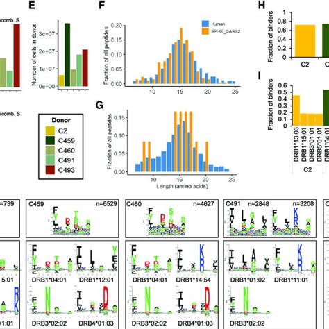 donor hla drb1 dpb1 and dqb1 alleles download scientific diagram