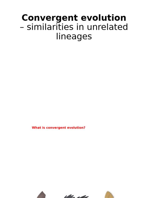 Convergent Evolution Pdf