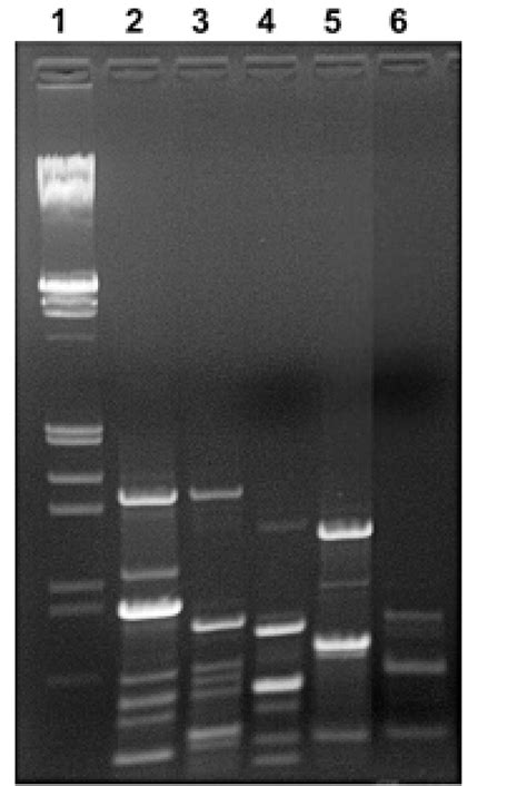 Rapd Banding Pattern With Primer Opap 4 Download Scientific Diagram