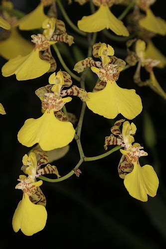 Oncidium Bifolium Orchids Wiki Fandom