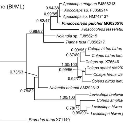 Bayesian Inference Bi Phylogenetic Tree Based On Nuclear Ssu Rrna