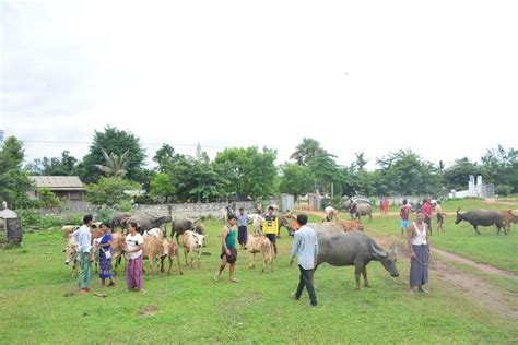 မိုးမိတ်မြို့နယ်တွင် ၂၀၂၃ ၂၀၂၄ ဘဏ္ဍာနှစ် ပြည်ထောင်စုဘဏ္ဍာ မြစိမ်းရောင် အသားကဏ္ဍ ကျပ် ၄၁၀ သိန