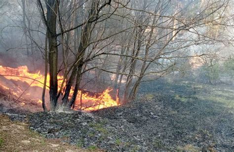 За добу на Полтавщині сталися три лісові пожежі Полтавщина