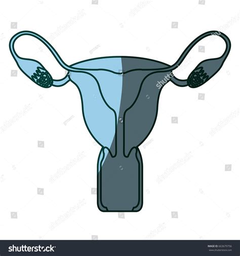 Blue Color Shading Silhouette Female Reproductive Stock Vector Royalty
