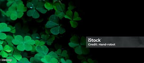 클로버 잎의 배경 녹색 배경 와 Threeleaved 토끼풀 세인트 패트릭의 날 배경 필드에 행운의 아일랜드 네 잎 클로버에 대한 휴일 상징 1위에 대한 스톡 사진 및 기타