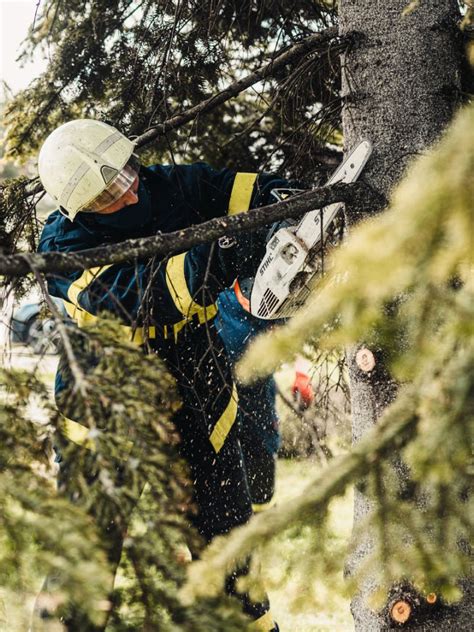 Tree Trimming Gold Coast And Tweed Heads Ph 0434582185