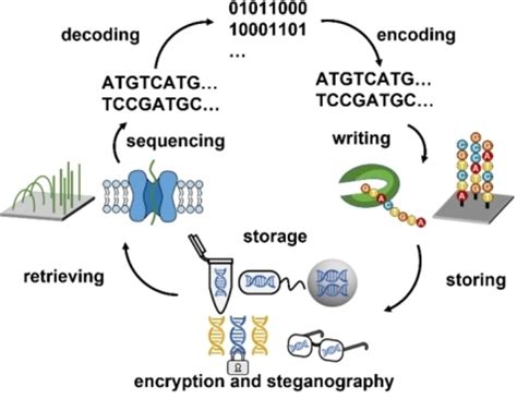 Preservation And Encryption In Dna Digital Data Storage Zhang 2022 Chempluschem Wiley