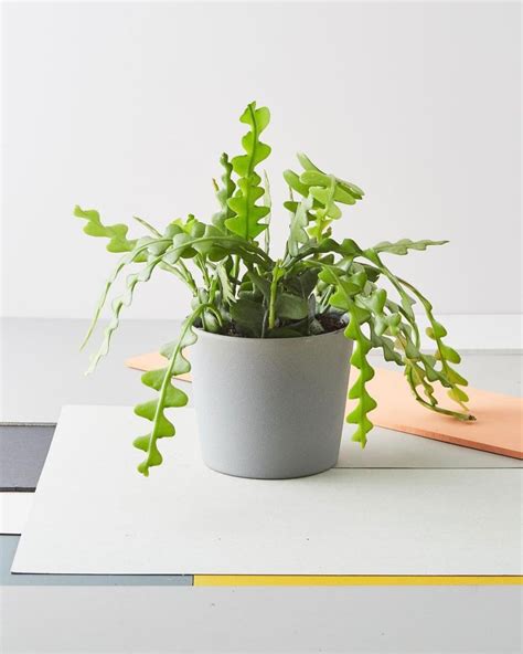 Чудновати стайни растения Зелен Свят