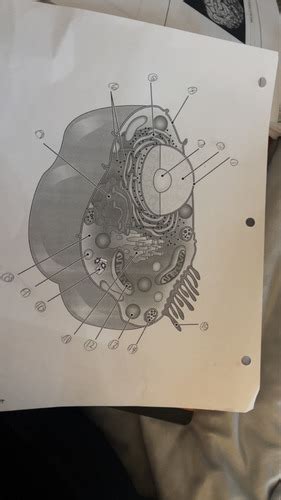 Cell Unlabeled Flashcards Quizlet