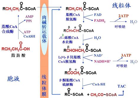 β氧化脂肪酸的β 氧化簡要三個階段發現過程定義中文百科全書