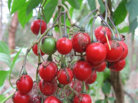 ルリイロツルナス Solanum seaforthianum
