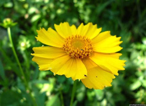 Квіти Каталог статей Корисні поради город сад дім