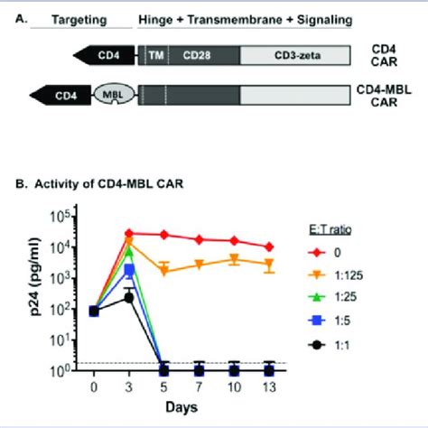 Typical “molar Tooth” Morphology Of Actinomyces Israelli Colonies From