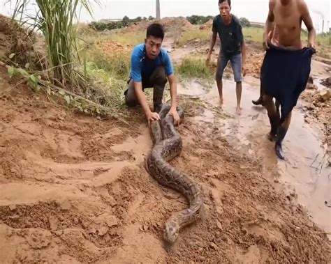 Hunter Discovered Monster King Kong And 3 Giant Pythons Hunter Discovered Monster King Kong
