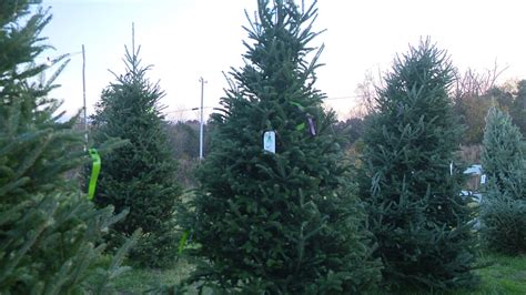 Which Type Of Christmas Tree Is Better For The Environment Wcnc Com
