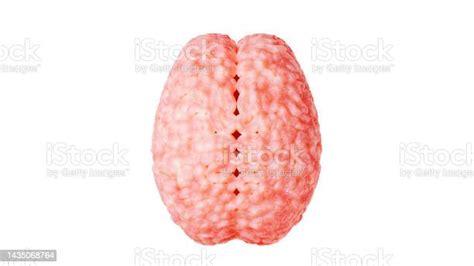 인간의 두뇌 평면도 의료 그림입니다 3d 렌더링 뇌 해부학 3d 스캔에 대한 스톡 사진 및 기타 이미지 3d 스캔 3차원 형태 Mri 스캐너 Istock