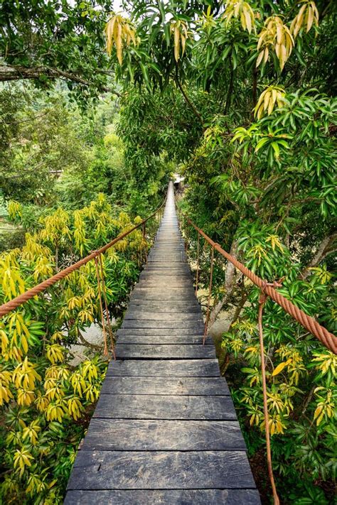 wooden bridge pathway over wild river tayrona colombia wilderness landscape stock image