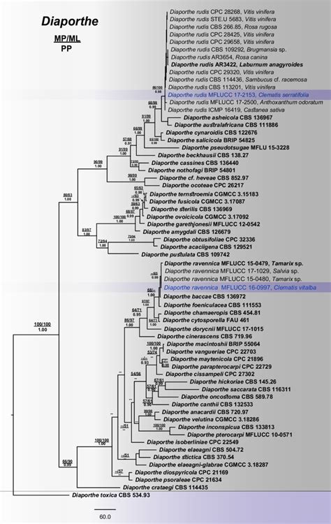 Phylogram Generated From Maximum Parsimony Analysis Based On Combined