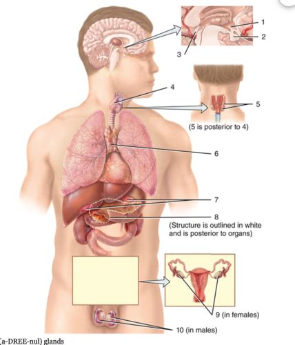 Endocrine Exercise 25 Lab 2 Flashcards Quizlet