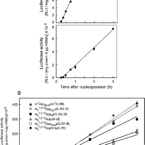 Translational Efficiencies In Hela Cells Of Mrnas Containing Various Download Scientific