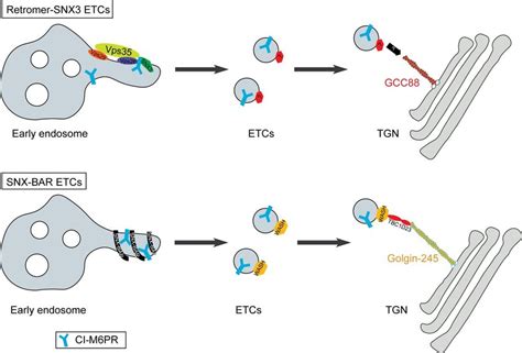 Evidence For Two Independent Types Of Etc Responsible For The Download Scientific Diagram