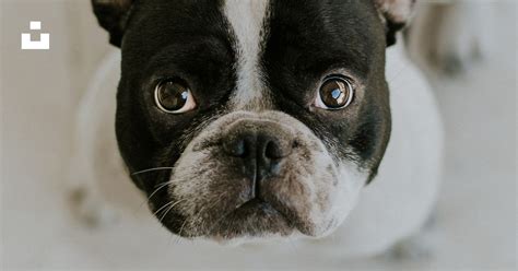 흰색 표면에 앉아있는 성인 보스턴 테리어 사진 Unsplash의 무료 초상 이미지