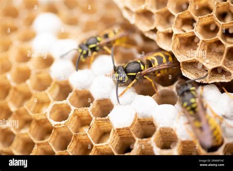 The Inside Of A Wasp Nest Eggs Larvae Cell And Wasps Looking After