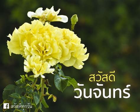 สวัสดีทุกวัน Morning Monday สวัสดีวันจันทร์ Monday