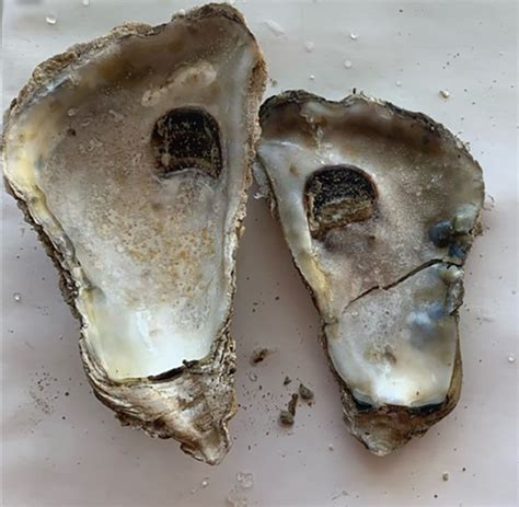 Restored Oyster Sanctuaries Host More Marine Life Smithsonian