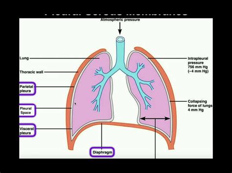 Serous Membrane Diagram