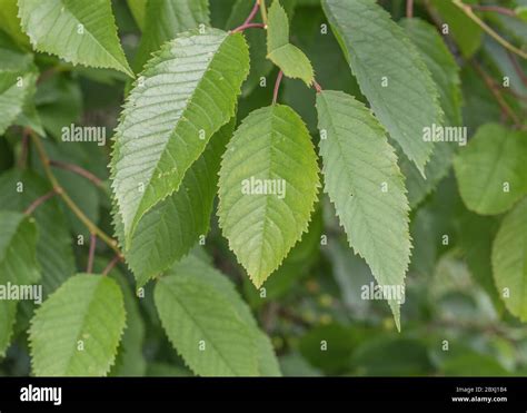 Toothed Leaves