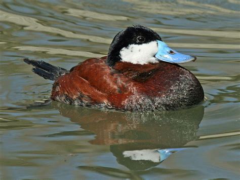 Ruddy Duck Oxyura Jamaicensis Boreal Songbird Initiative