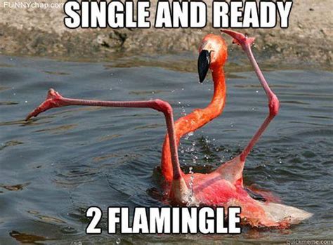 The 18 Funniest Flamingo Memes Ranked