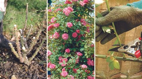 How To Prune Roses A Simple Guide For Stunning Results