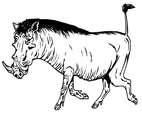 Warthog Cartoon Coloring Pages Sketch Coloring Page