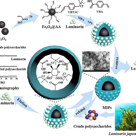 Schematic For Synthesis Of Magnetic Molecularly Imprinted Polymers And