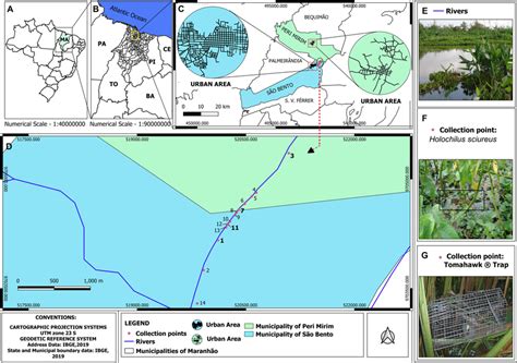 Holochilus Sciureus Sampling Areas Located In An Endemic Region Of
