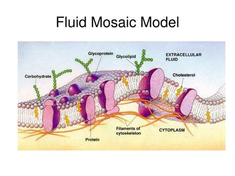 Fluid Mosaic Model Cholesterol