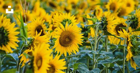 클로즈업 사진의 노란 해바라기 사진 Unsplash의 무료 꽃 이미지