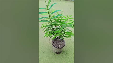 আদা গাছ রোপণ Youtube