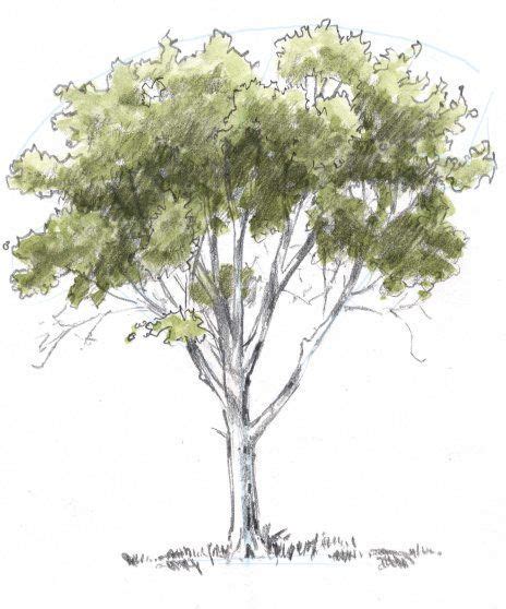 How To Draw Trees Oaks Artofit